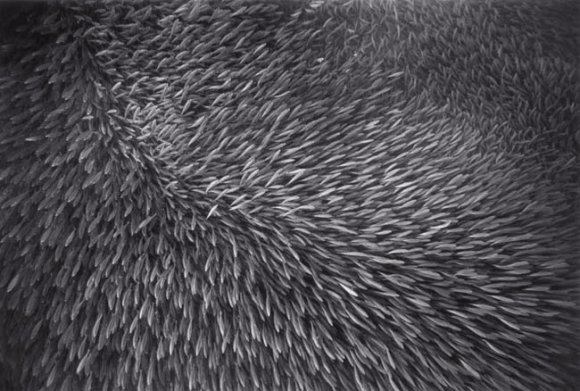 A Murmuration of Fish: Wayne Levin’s Akule | city of tongues